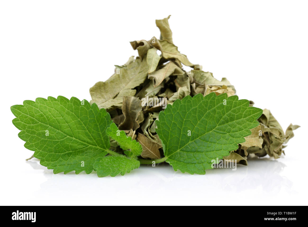 Dry and Fresh lemon balm leaves, isolated on white background Stock ...