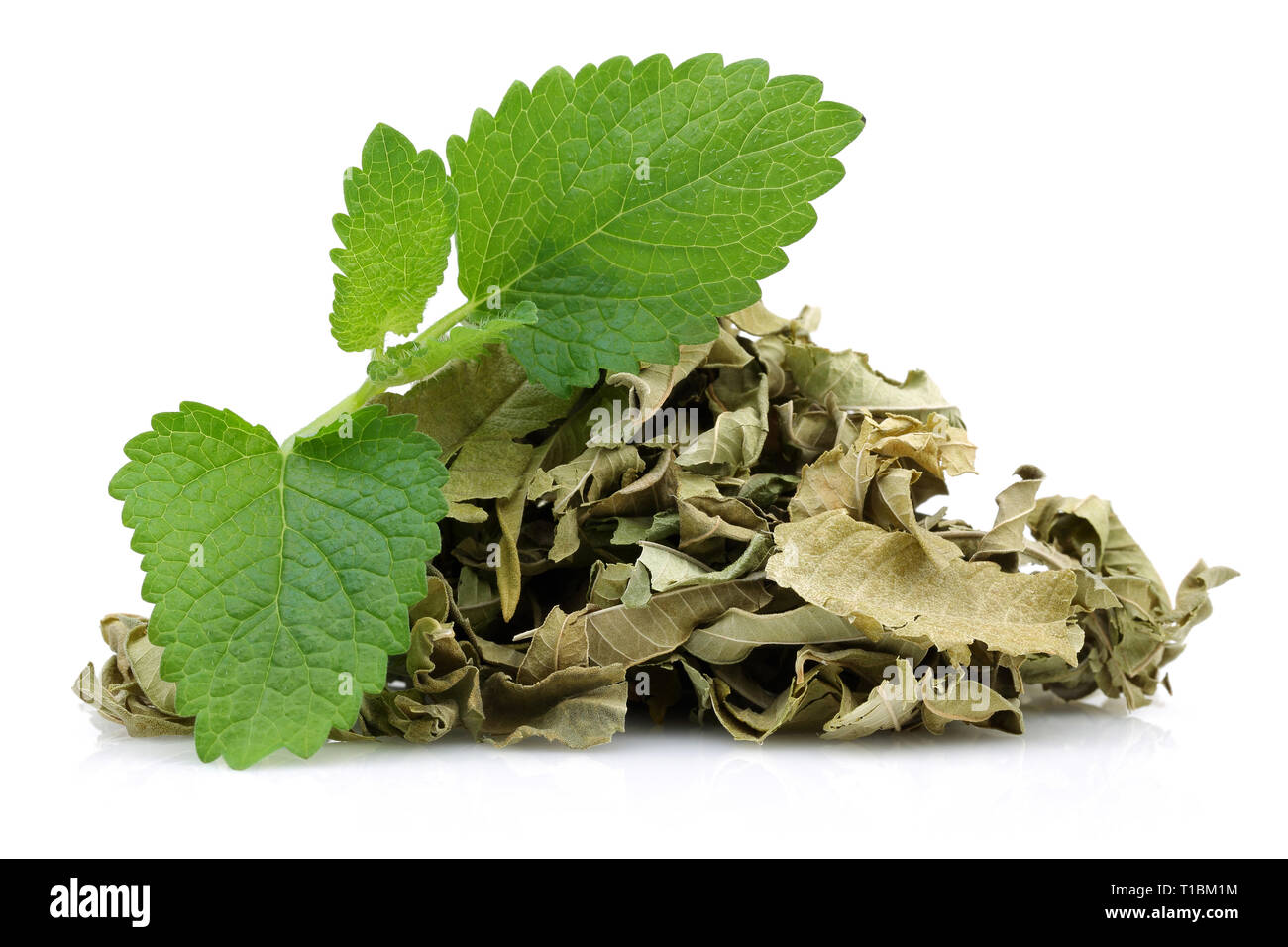 Dry and Fresh lemon balm leaves, isolated on white background Stock ...