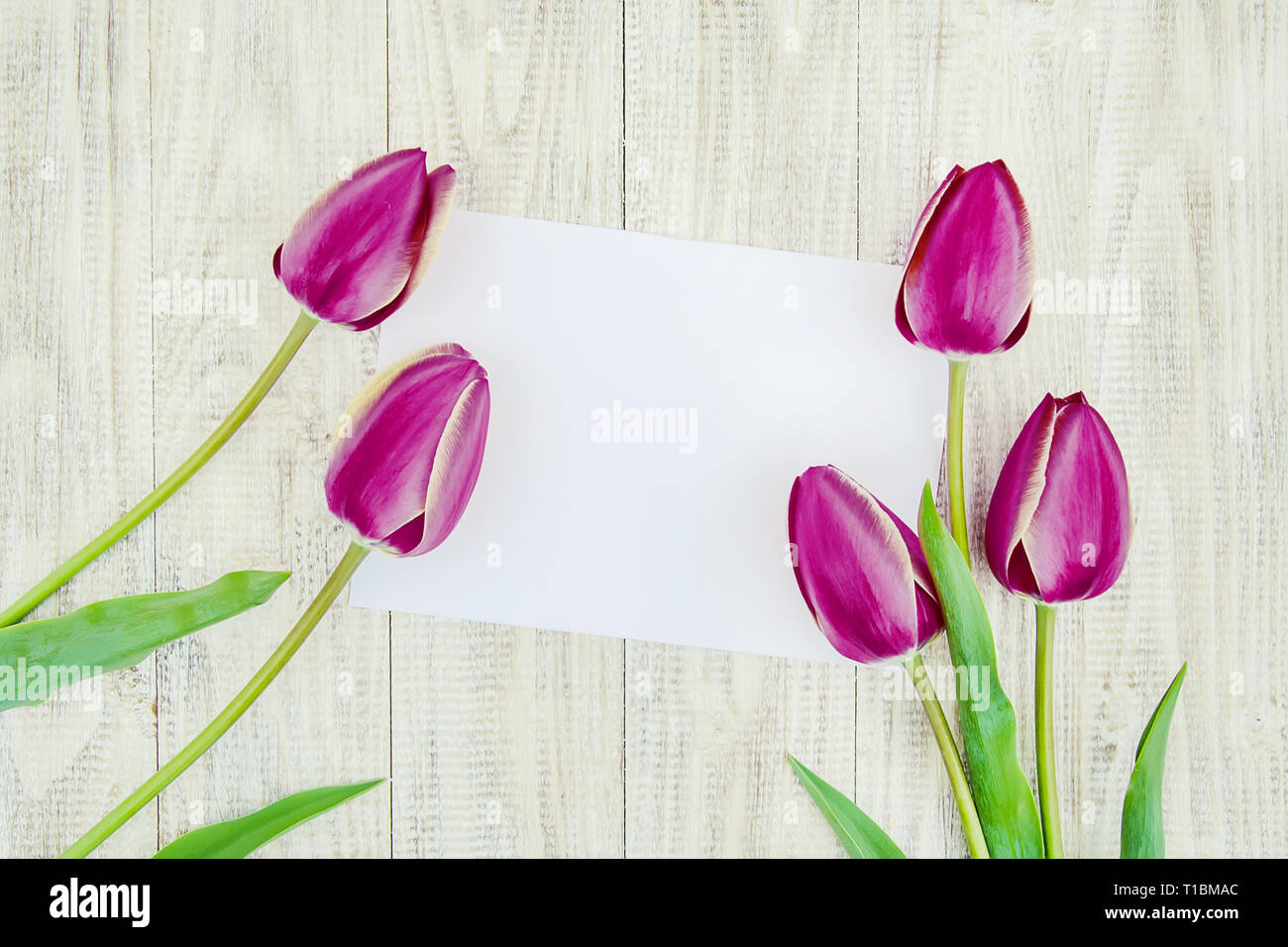 congratulations and tulips on a light background. selective focus ...