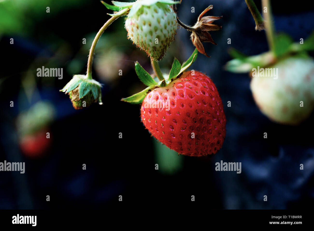 Alpine strawberry tree hi-res stock photography and images - Alamy