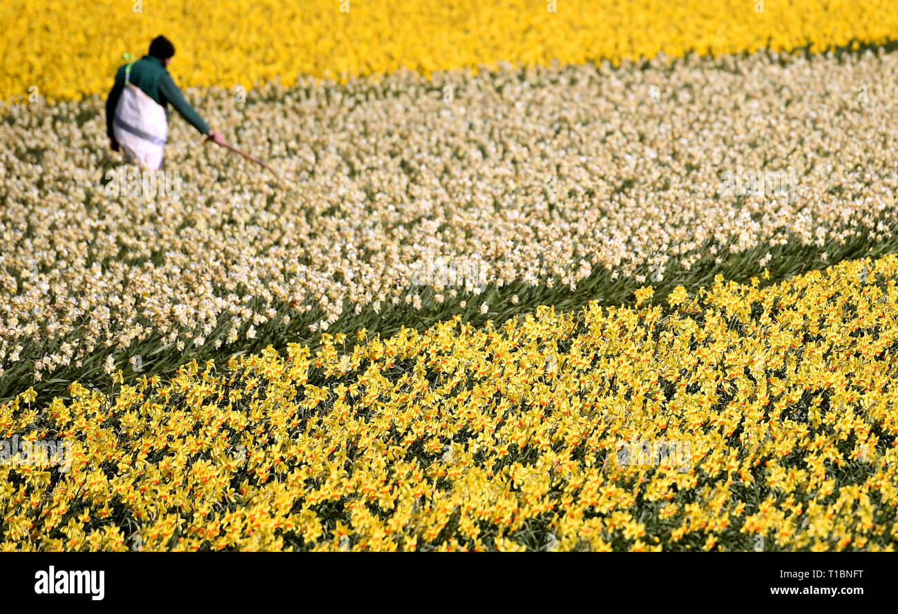 Mark Beecham removes rogue varieties from fields of daffodils at the ...