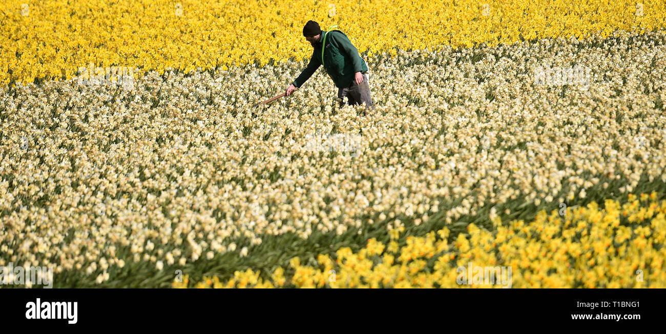 Mark beecham removes rogue varieties hi-res stock photography and ...