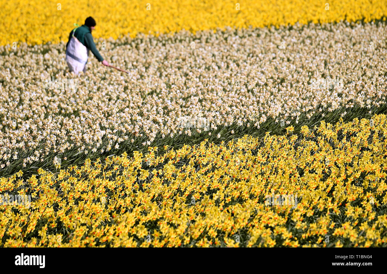 Mark beecham removes rogue varieties hi-res stock photography and ...