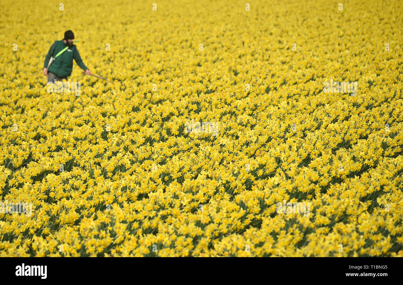 Mark beecham removes rogue varieties hi-res stock photography and ...