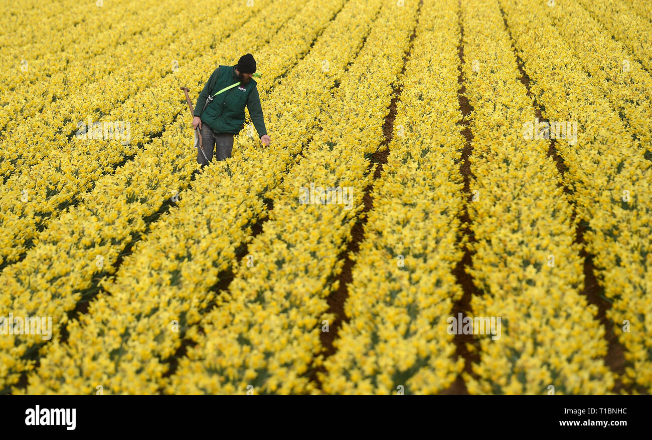 Mark beecham removes rogue varieties hi-res stock photography and ...