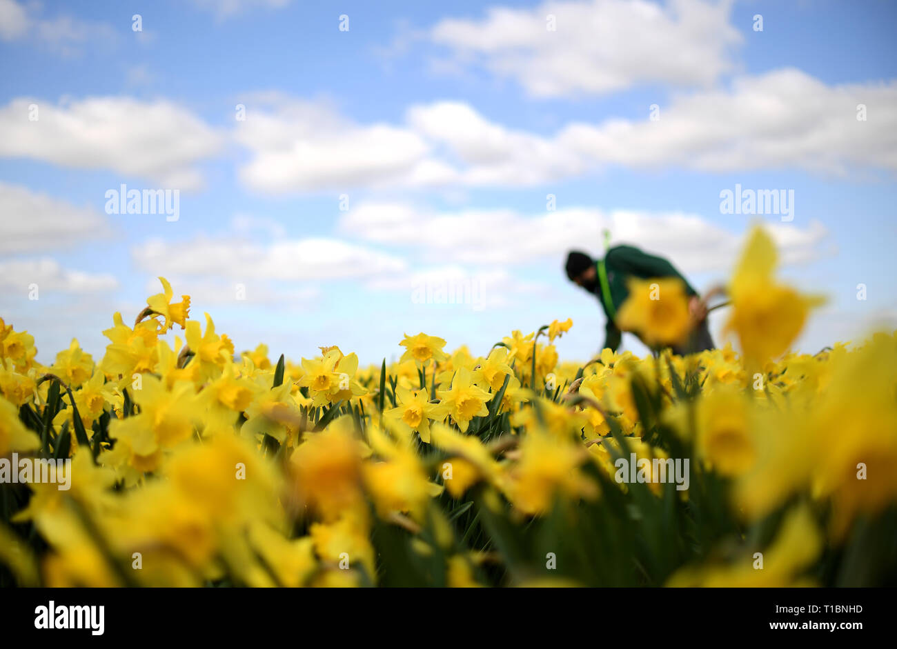 Mark beecham removes rogue varieties hi-res stock photography and ...