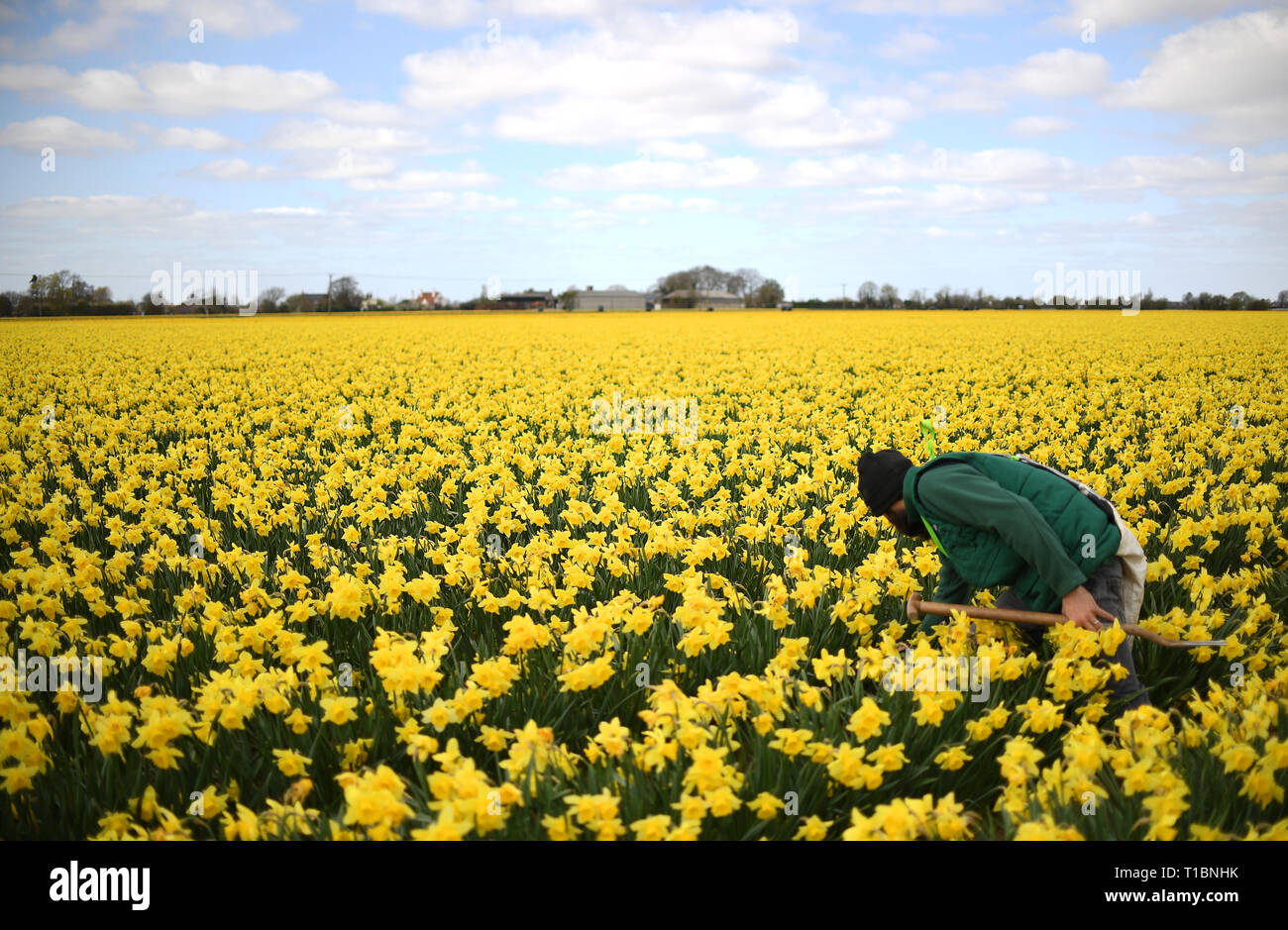 Mark beecham removes rogue varieties hi-res stock photography and ...