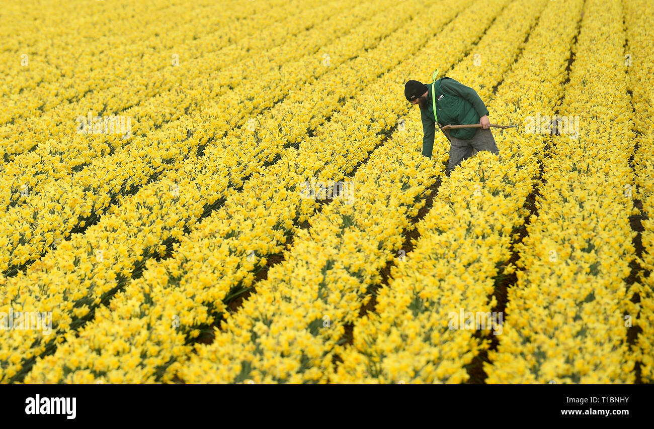 Mark Beecham removes rogue varieties from fields of daffodils at the ...