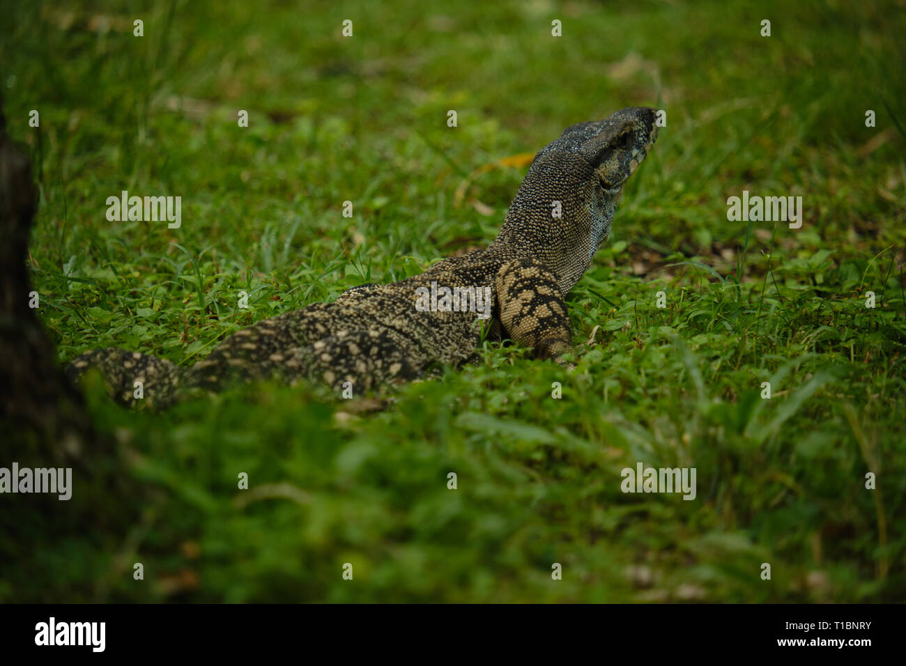 Lizard big reptile hi-res stock photography and images - Alamy