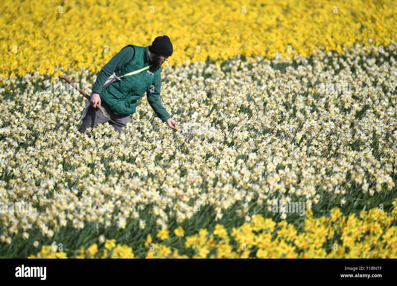 Mark beecham removes rogue varieties hi-res stock photography and ...