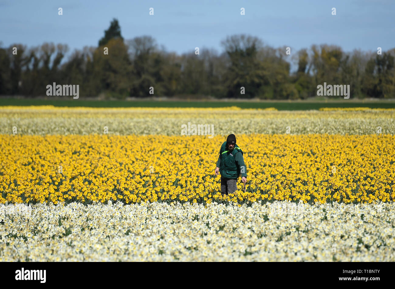 Mark beecham removes rogue varieties hi-res stock photography and ...