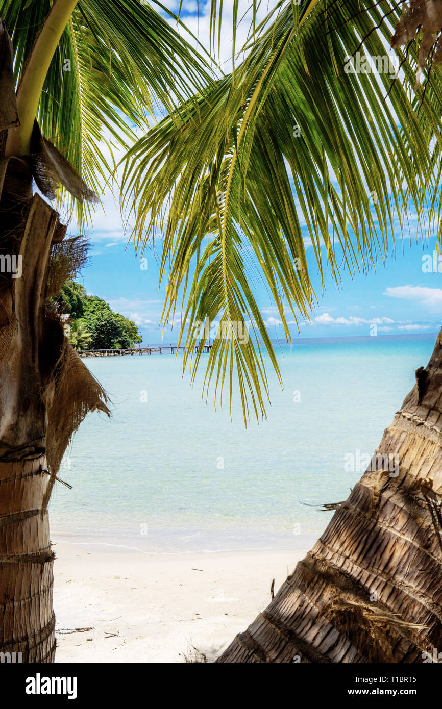 Palm tree on beach with the sunlight Stock Photo - Alamy