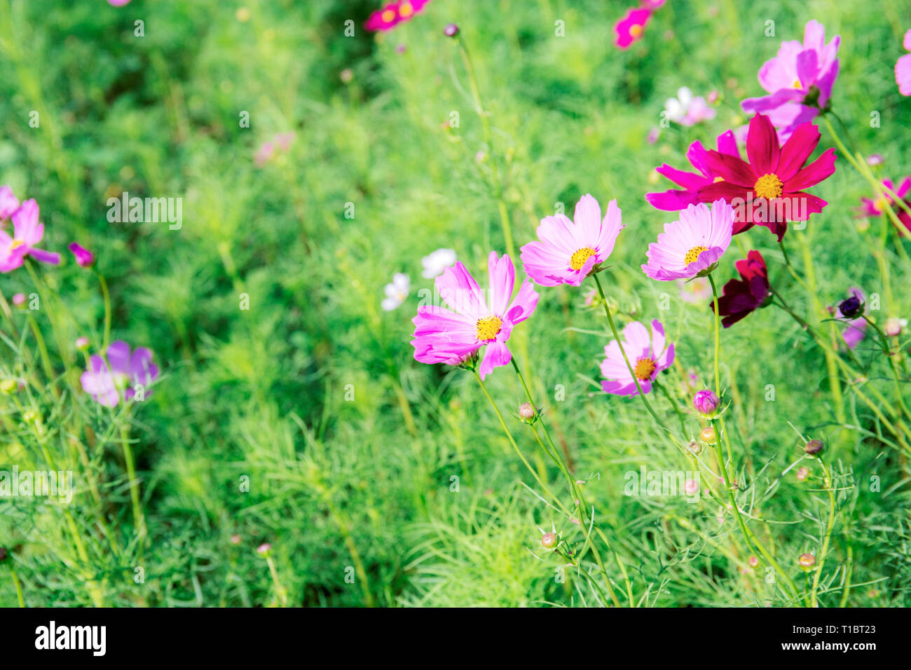 Pink cosmos on field with sunlight in summer Stock Photo - Alamy