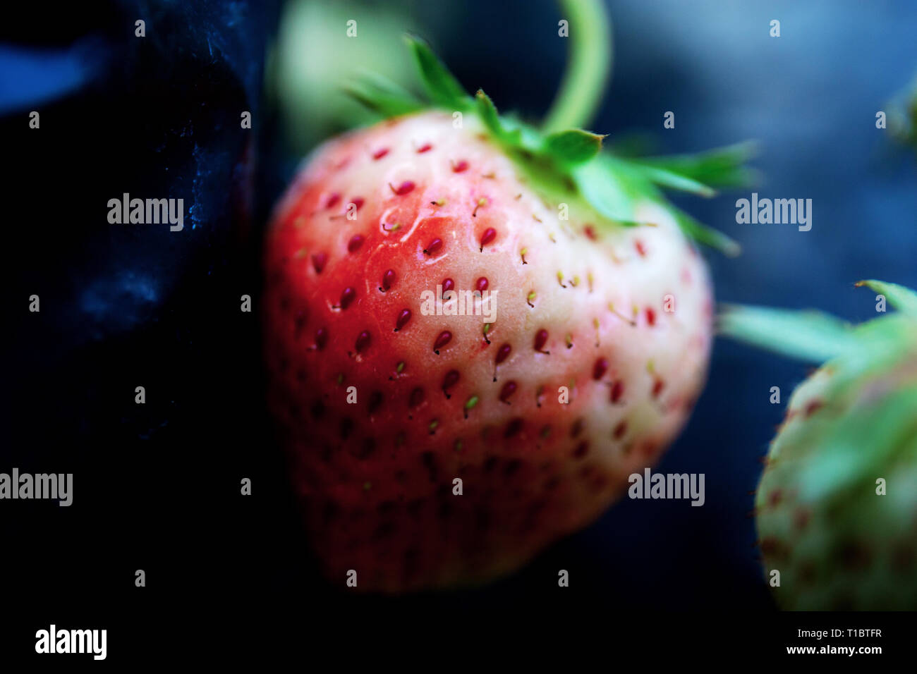 Alpine strawberry tree hi-res stock photography and images - Alamy