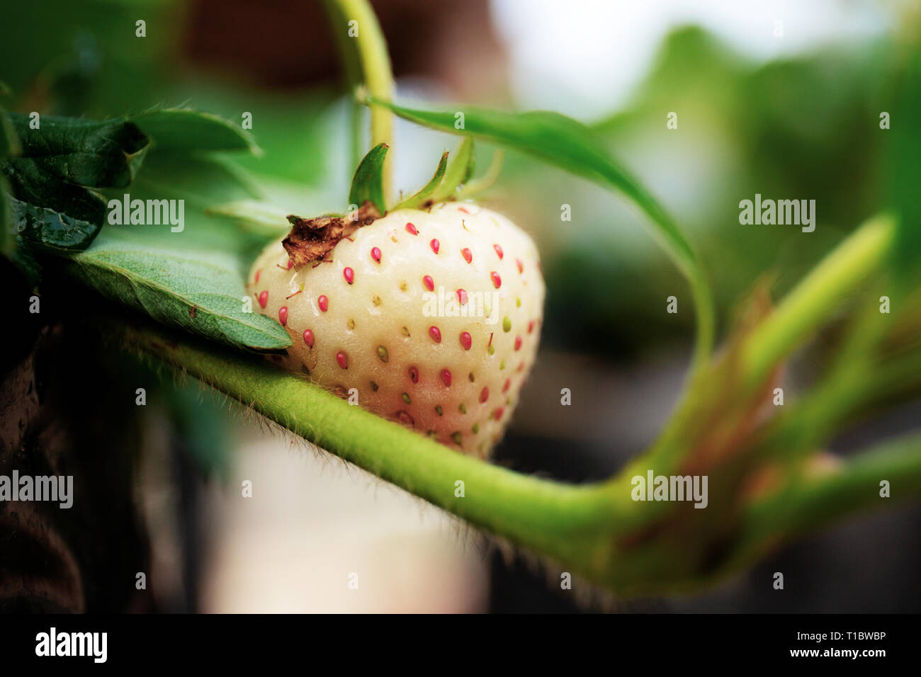 Alpine strawberry tree hi-res stock photography and images - Alamy