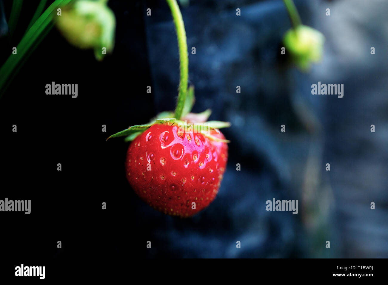 Alpine strawberry tree hi-res stock photography and images - Alamy