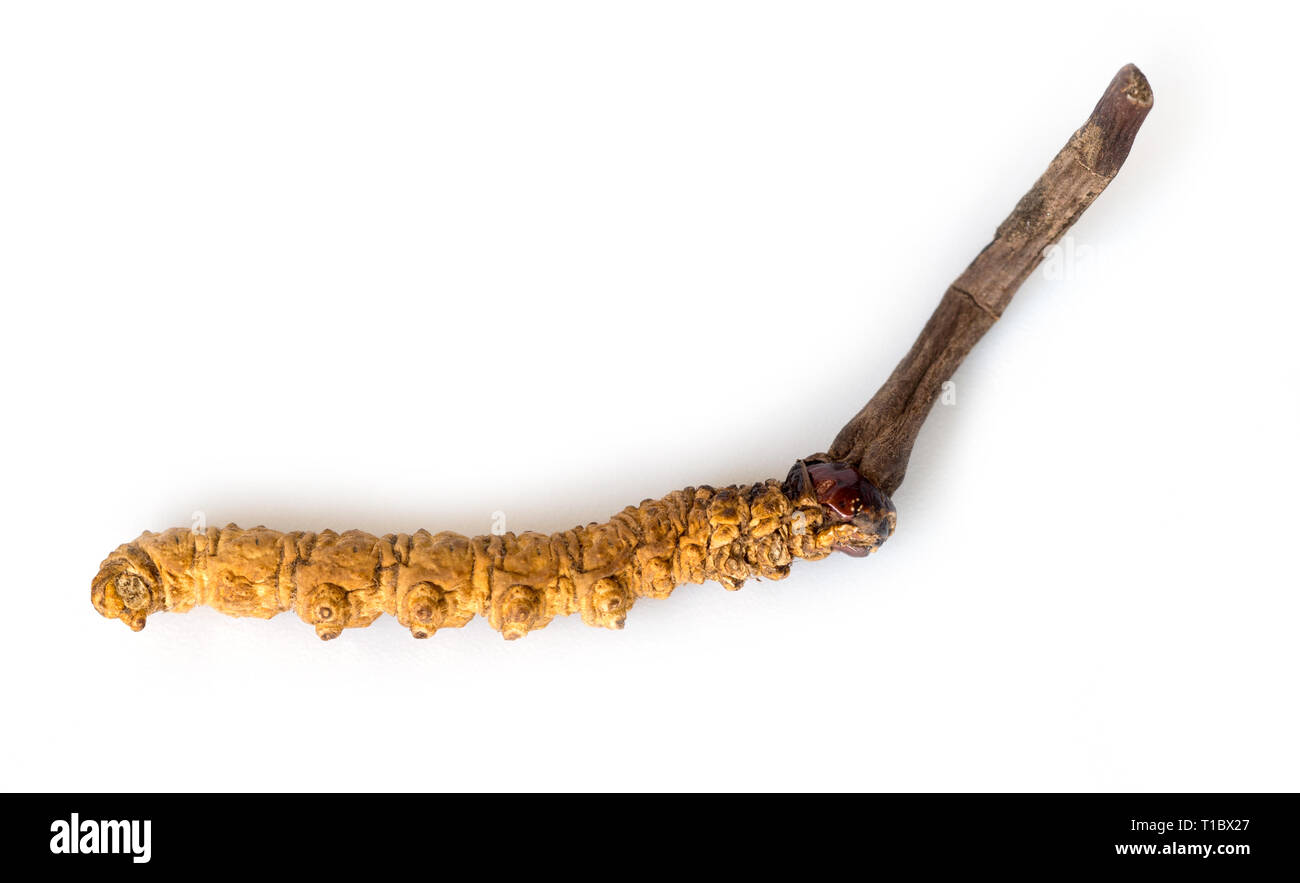 Ophiocordyceps sinensis Cut Out Stock Images & Pictures - Alamy