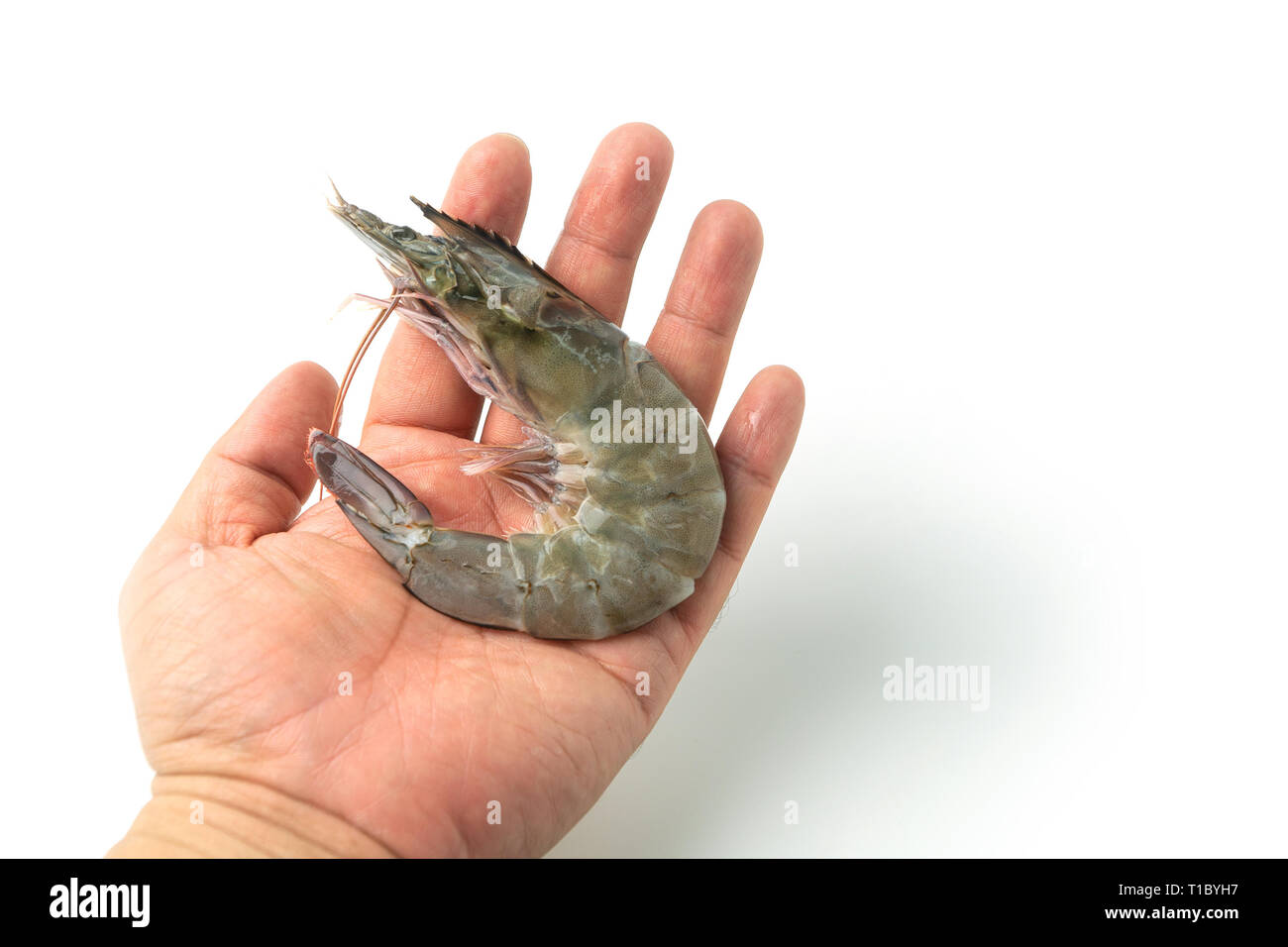 The hands of men are holding fresh raw pacific white shrimp on white ...