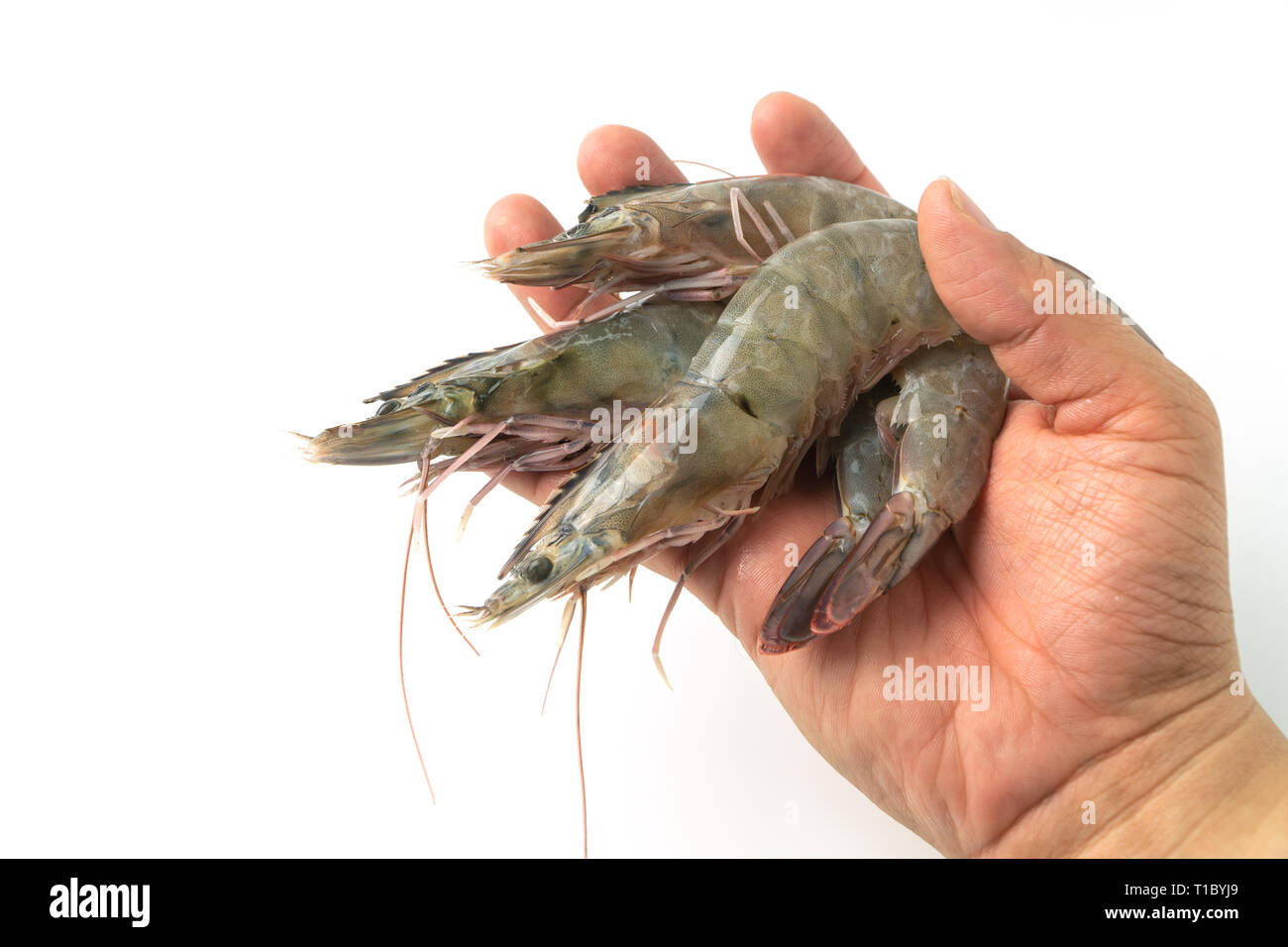 The hands of men are holding group of fresh raw pacific white shrimp on ...