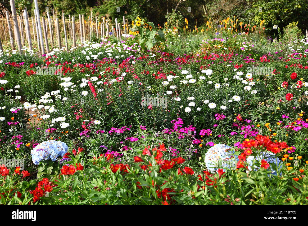 Colombia flowers hi-res stock photography and images - Alamy
