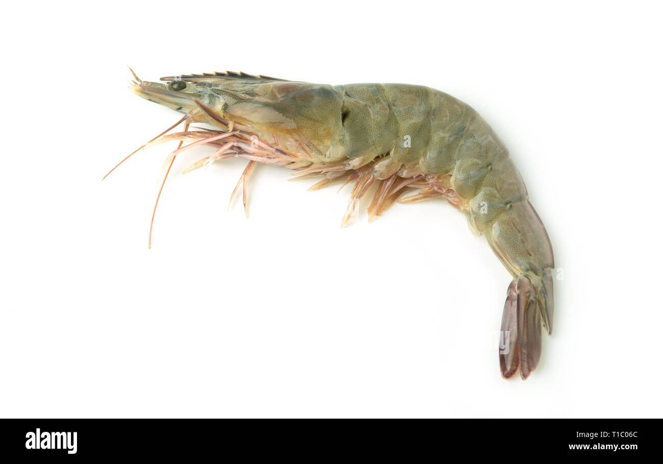 Vannamei Shrimp High Resolution Stock Photography and Images - Alamy
