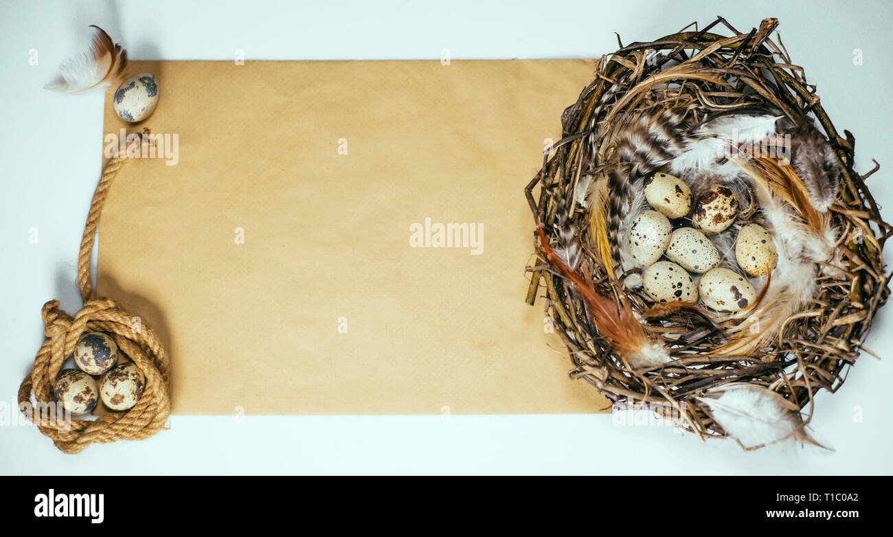 Nest with quail eggs on old paper. Top view eastering or hunting ...
