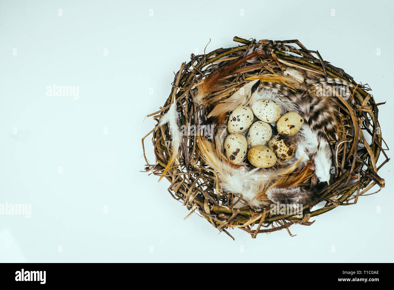 Nest with quail eggs on feathers. Eastering or hunting background on ...