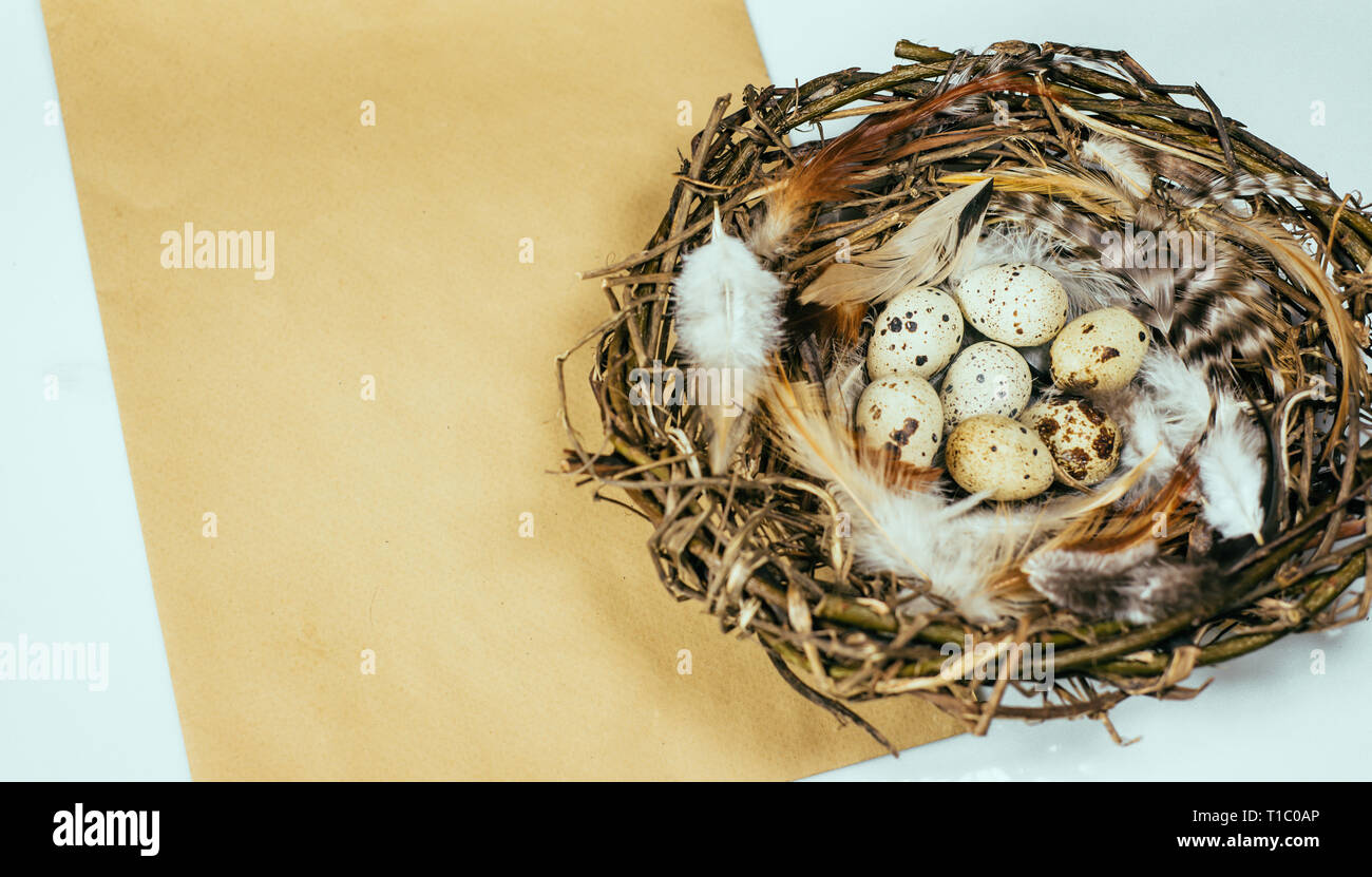 Nest with quail eggs inside on old paper. Eastering or hunting ...