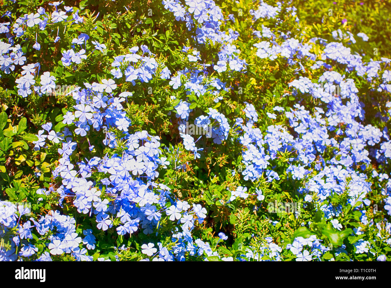 Plumbago bush with blue flowers Stock Photo - Alamy