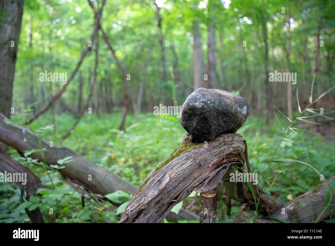 Rock Balanced on a Log Stock Photo - Alamy