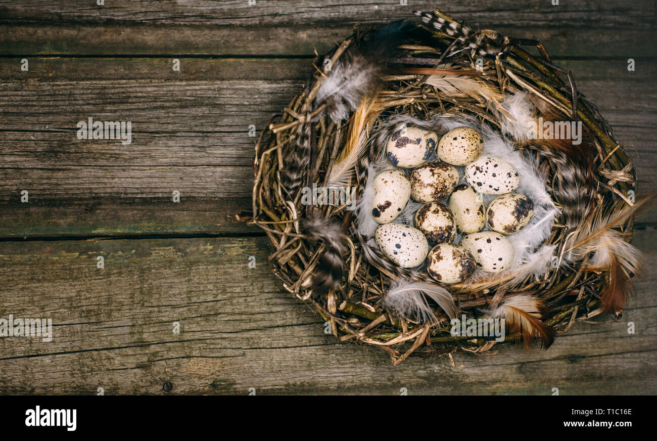 Quail eggs inside nest with feather on rustic board background. Top ...