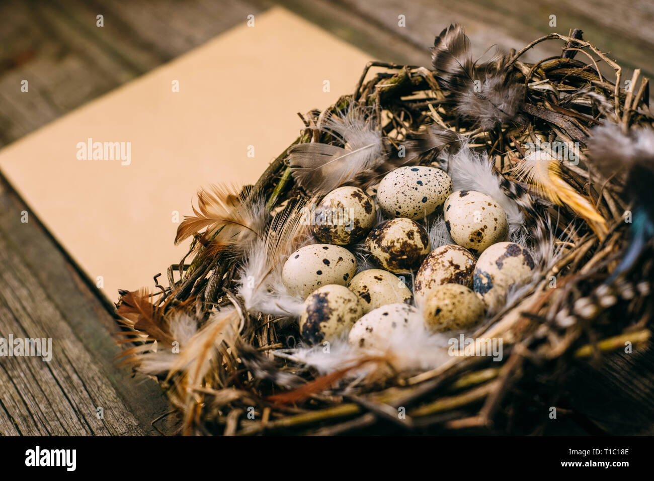 Closeup nest with quail eggs and sheet of old paper for text on Stock ...