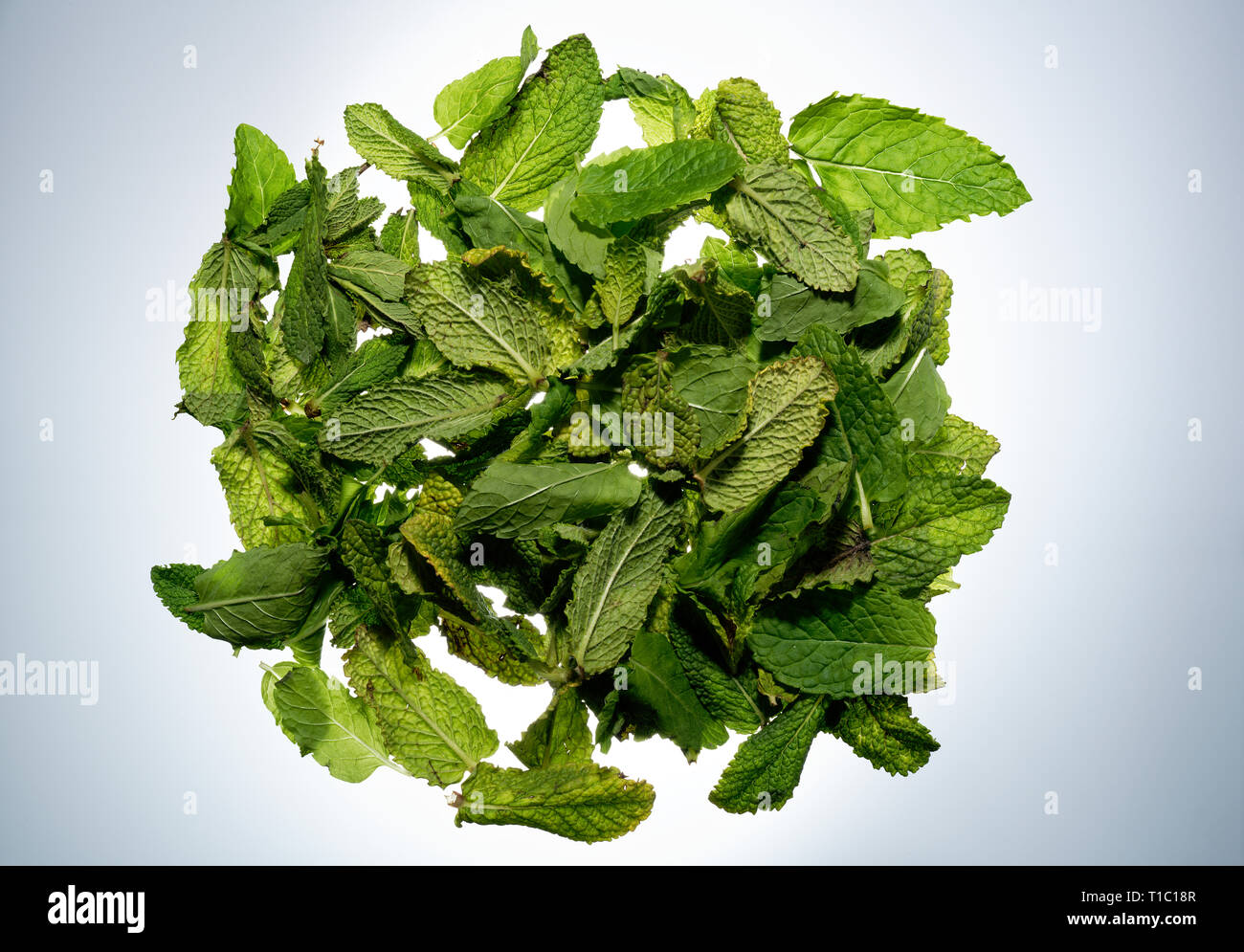 Mint leaves in a circular pile Stock Photo - Alamy