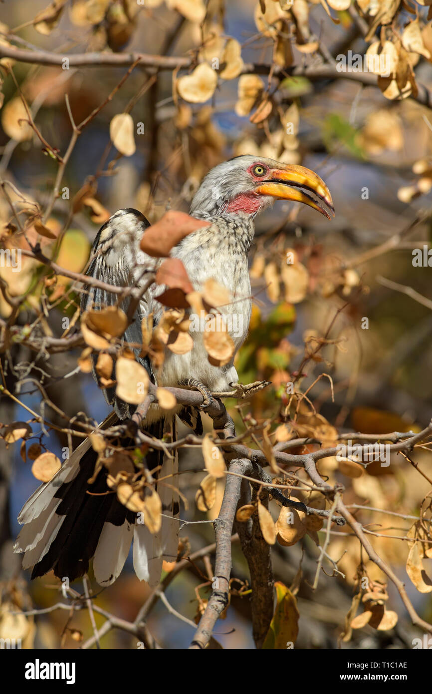 Southern Yellow-billed Hornbill - Tockus leucomelas, beautiful colorful ...