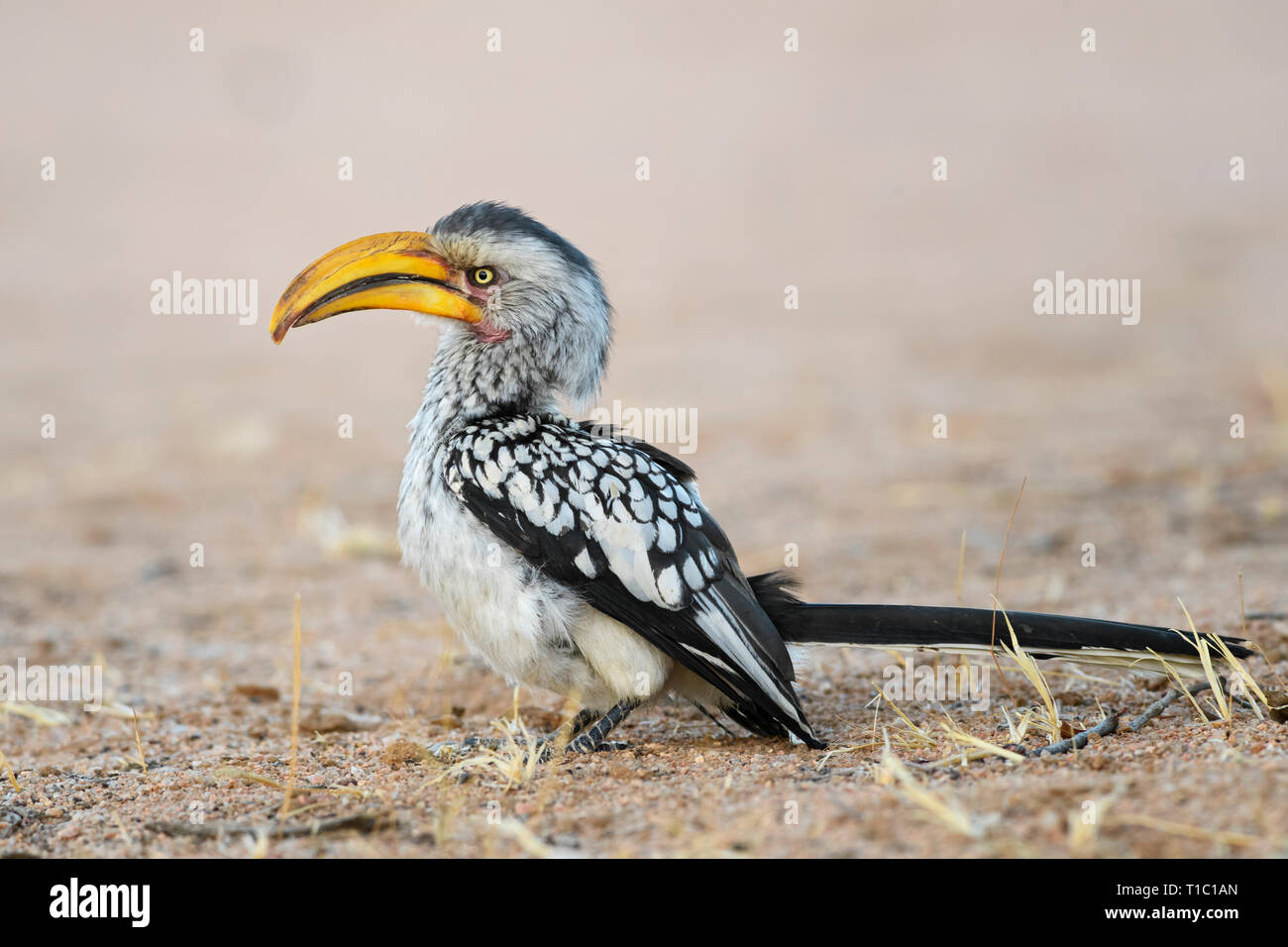 Southern Yellow-billed Hornbill - Tockus leucomelas, beautiful colorful ...