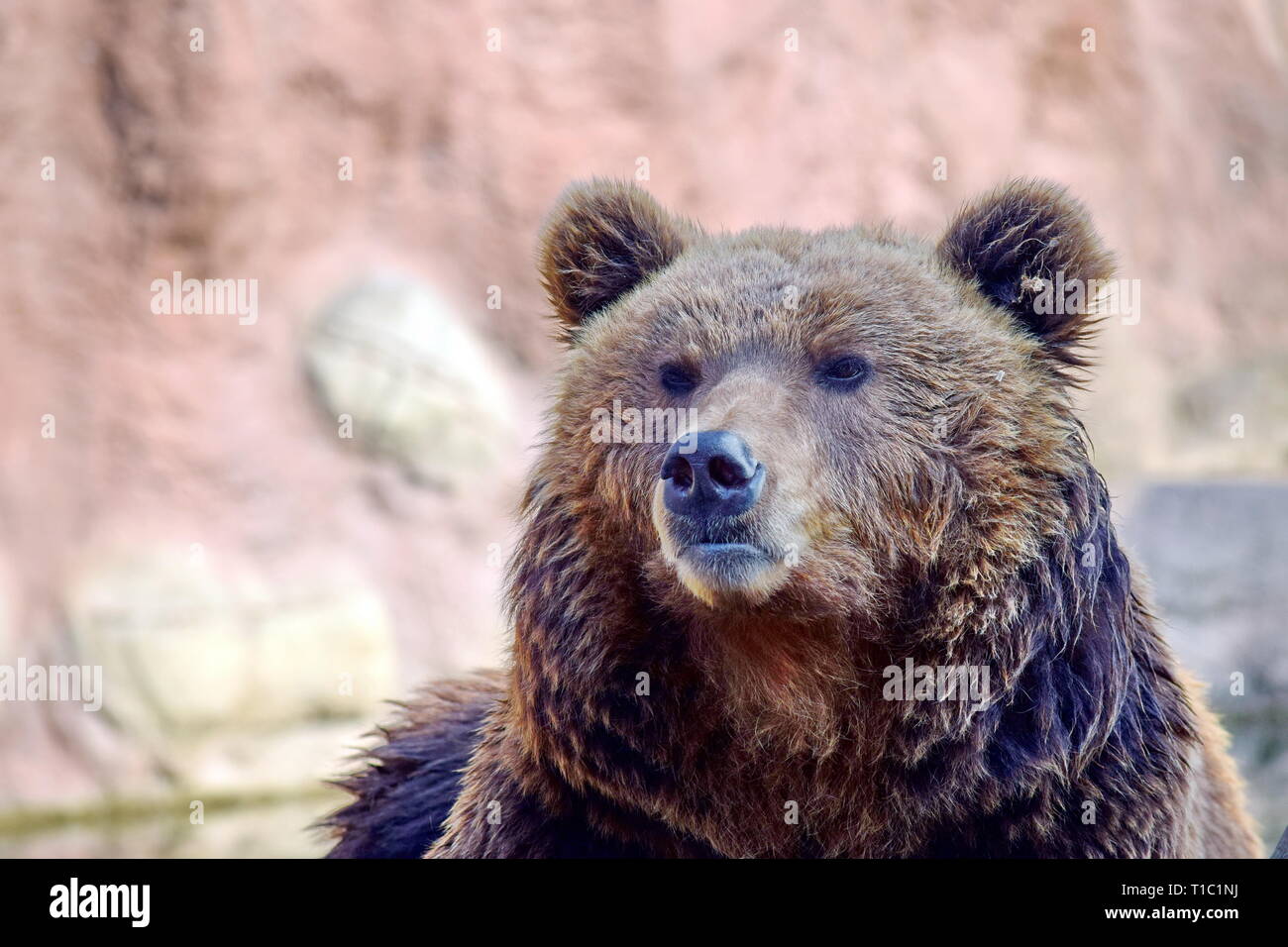 Brown Bear Ursus Arctos Beringianus Head Closeup Portrait Stock Photo - Alamy