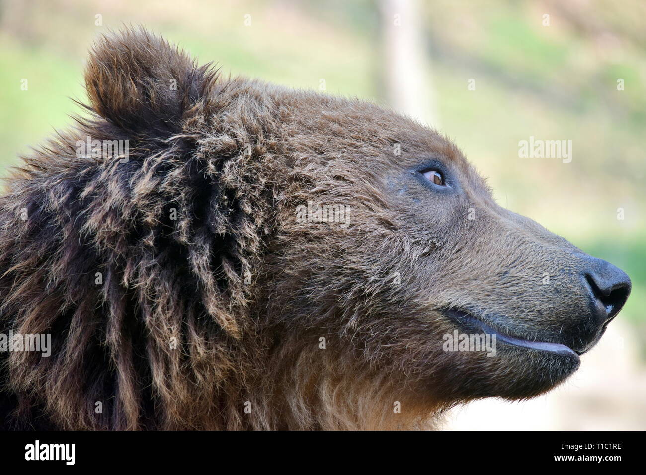 Brown Bear Ursus Arctos Beringianus Head Closeup Portrait Stock Photo - Alamy