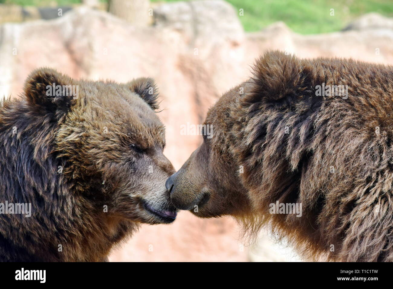 Brown Bear Couple Ursus Arctos Beringianus Head Closeup Portrait Stock ...