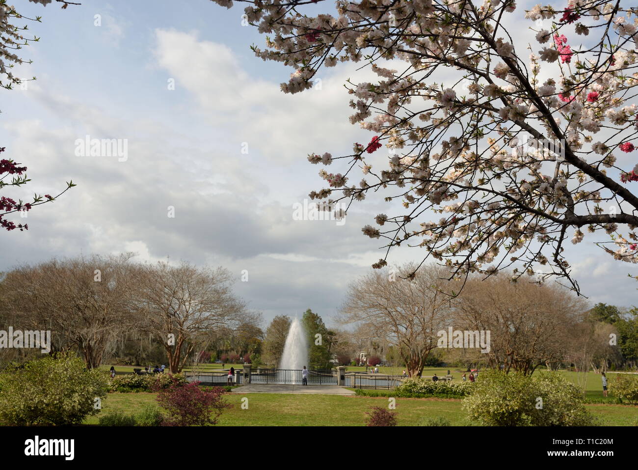 Water Sprout, Peppermint Tree in Fore Ground Stock Photo - Alamy