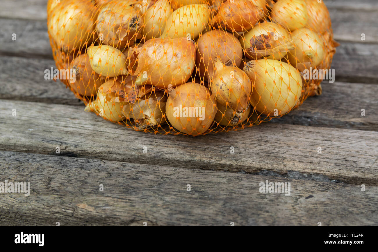 Planting onion seedling garden hi-res stock photography and images - Alamy