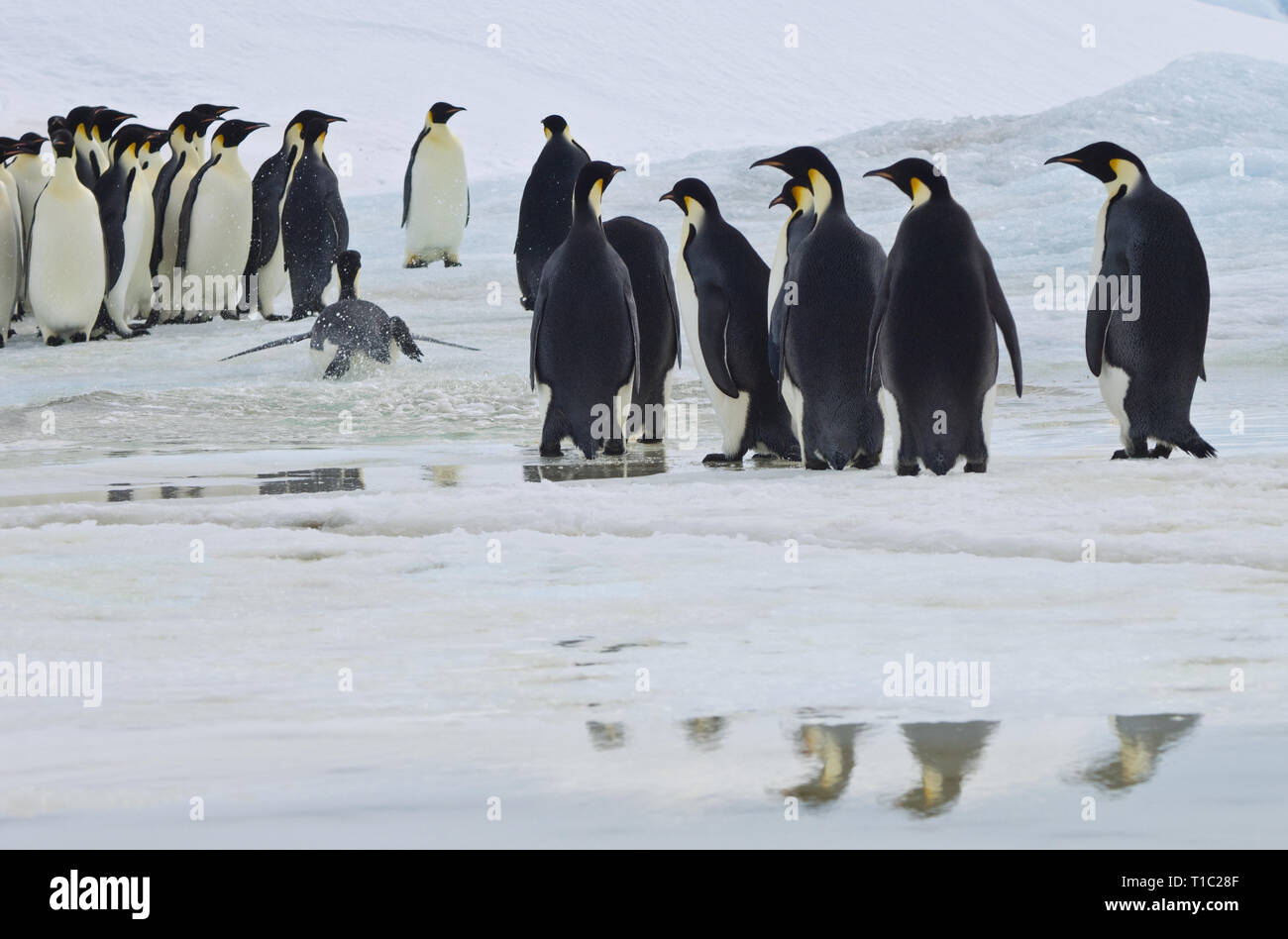 Emperor Penguin group gathering Stock Photo - Alamy