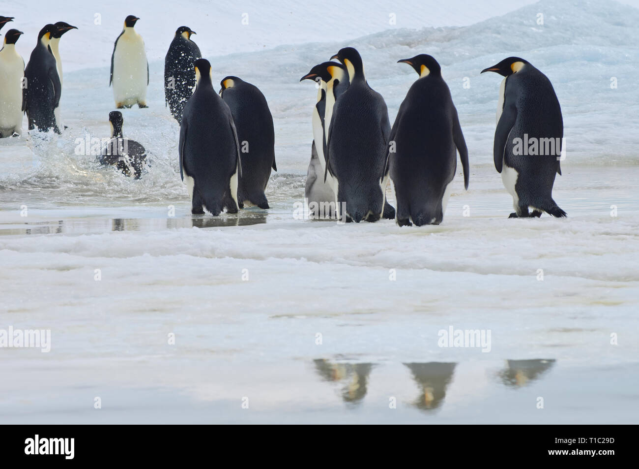 Emperor Penguin group gathering Stock Photo - Alamy