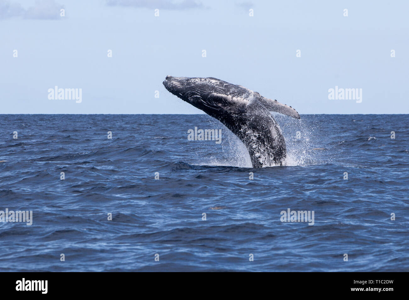 Intelligent whale hi-res stock photography and images - Alamy