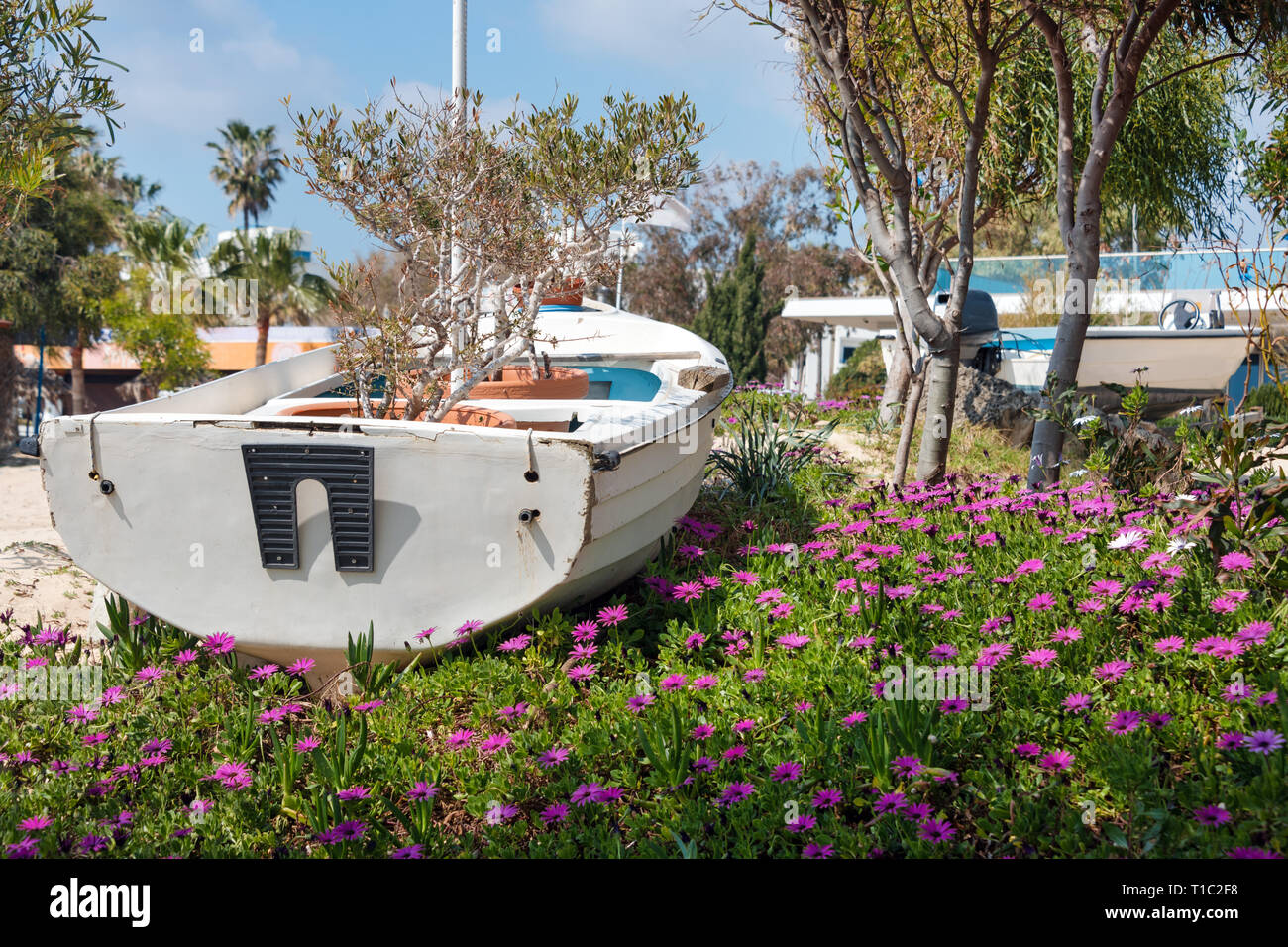 Old wooden boat used as flower pot for decorating a park near the sea ...