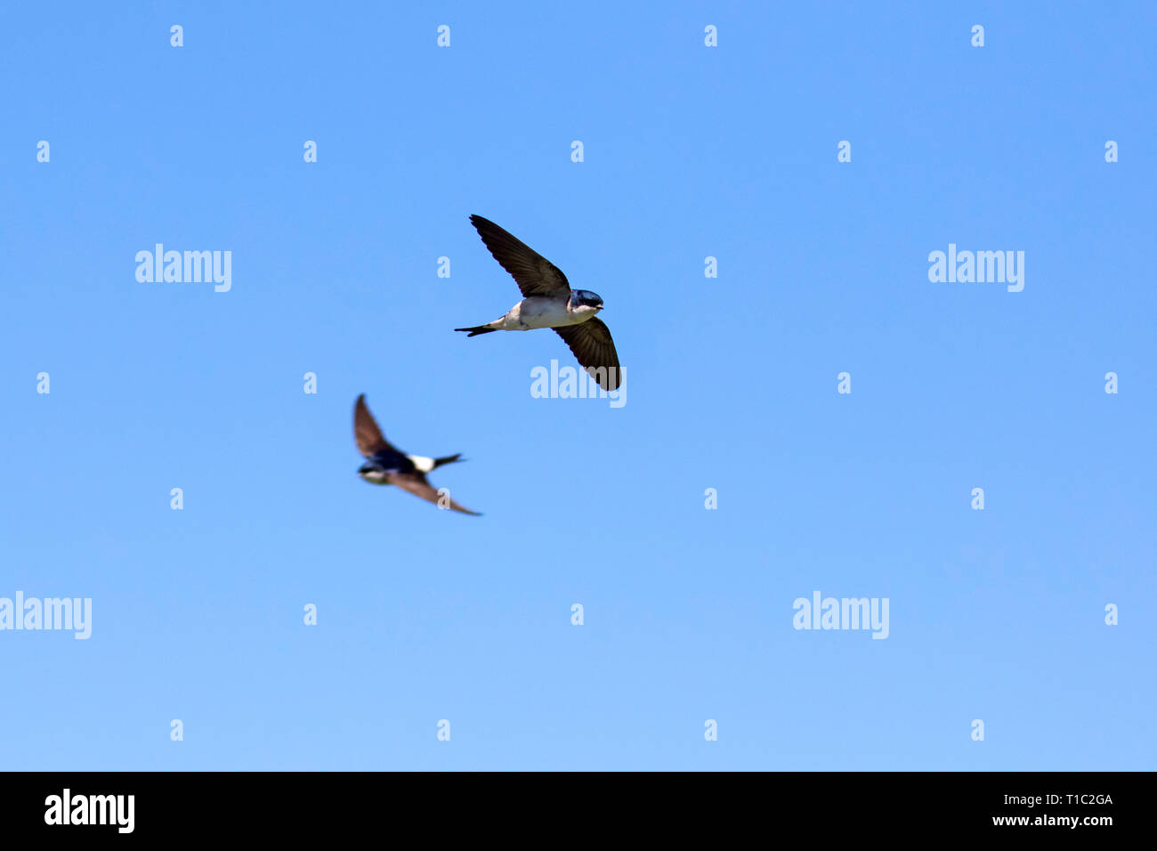 Martin birds hi-res stock photography and images - Alamy