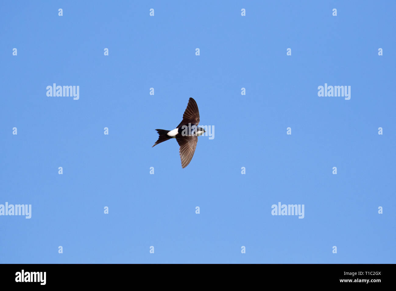 Common house martin / northern house martin (Delichon urbicum) in ...