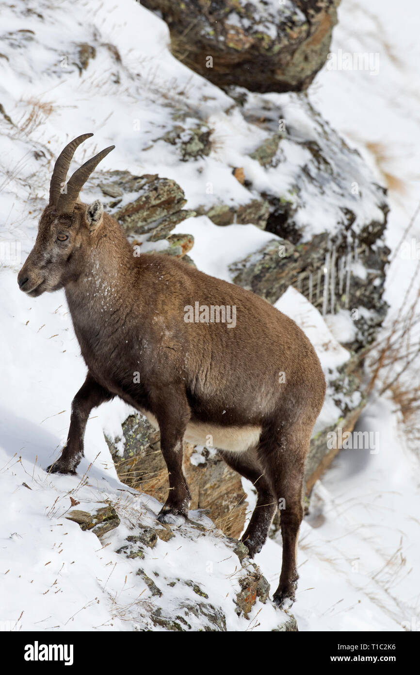 Alpine ibex (Capra ibex) female foraging on mountain slope in the snow ...