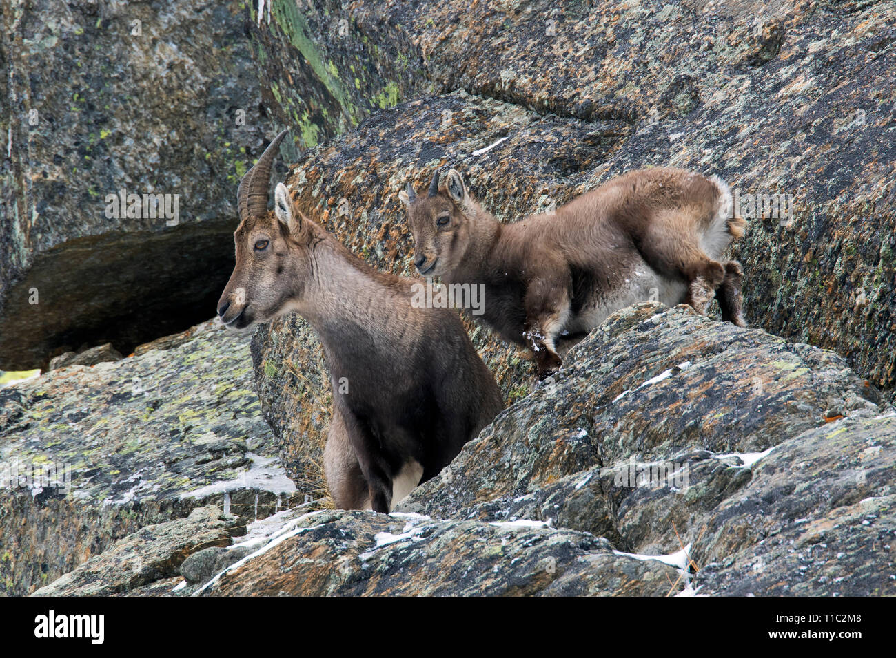 Austrian alps kids hi-res stock photography and images - Alamy