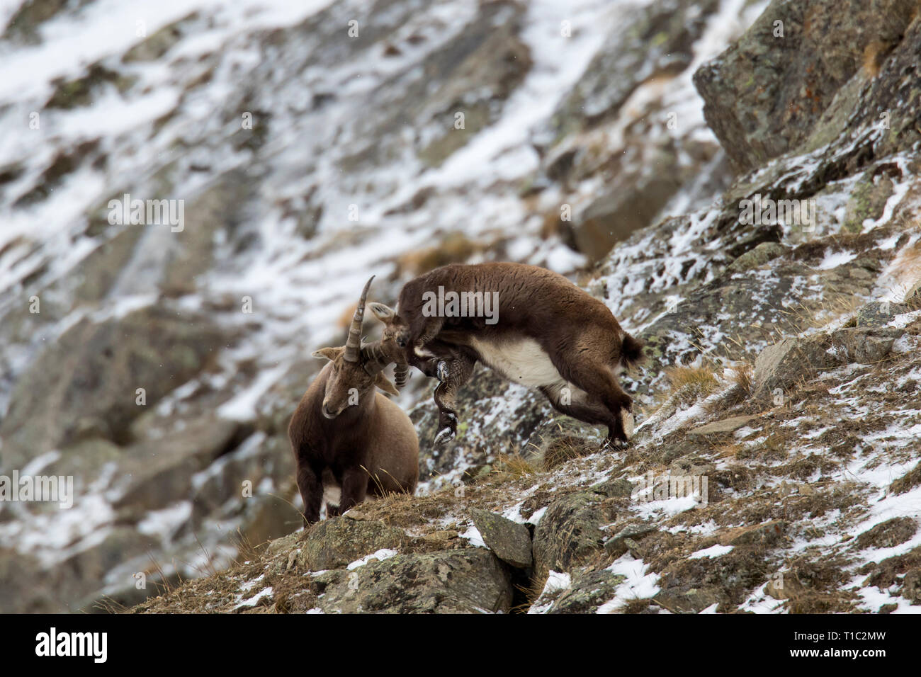 Ibex fighting hi-res stock photography and images - Alamy