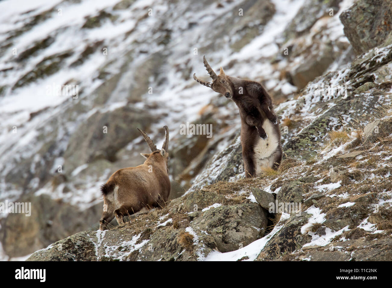 Two young Alpine ibex (Capra ibex) males fighting on mountain slope ...